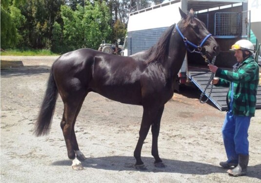 Contact - Peter Larkin Standardbreds Ltd - International Bloodstock Agency